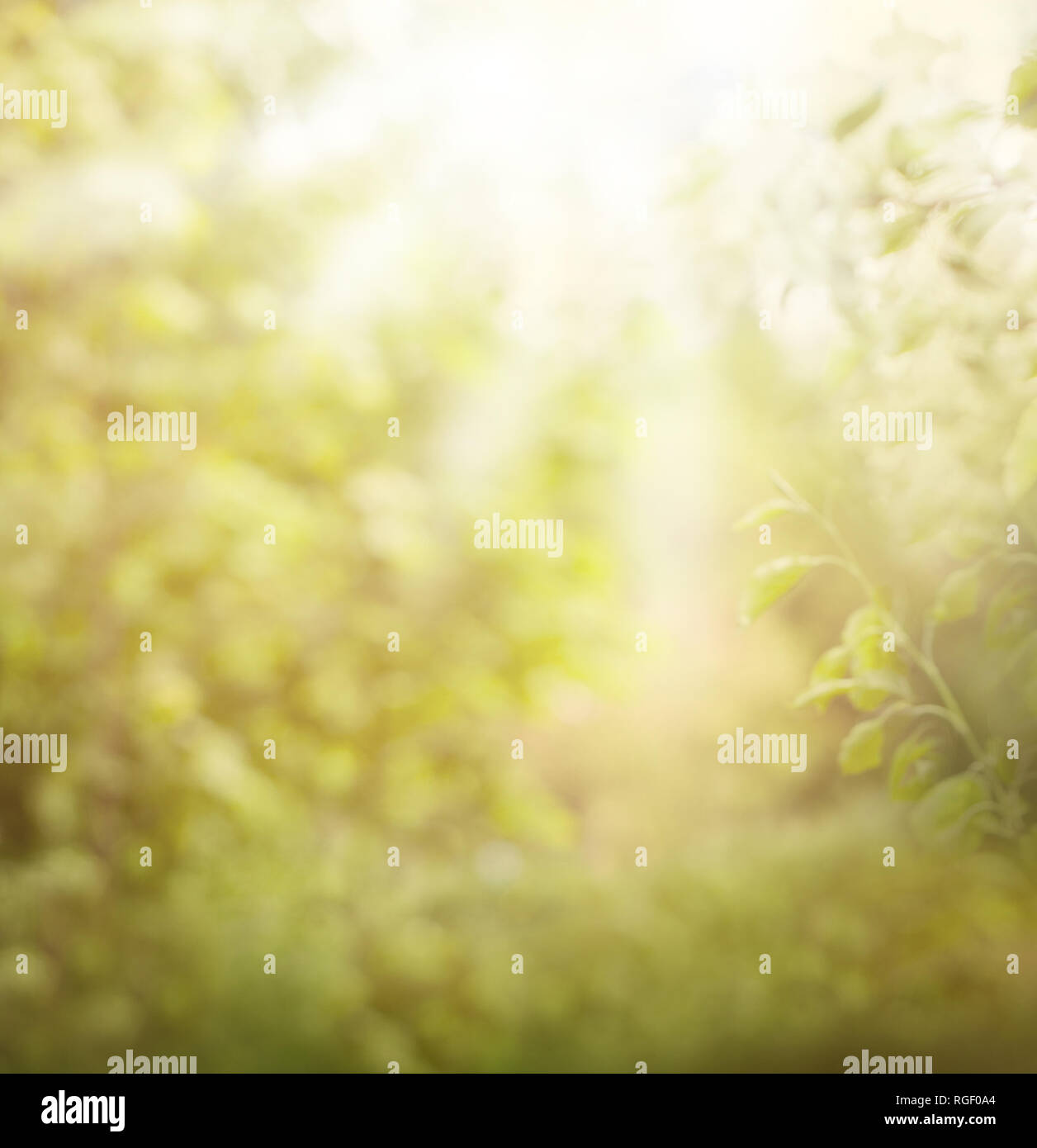 Abstract green blurred background, summer greenery foliage Stock Photo ...