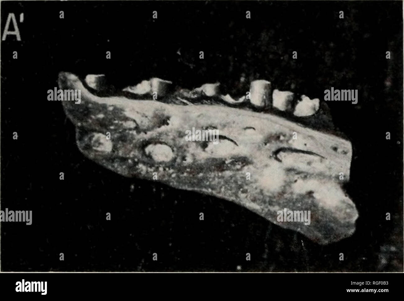 Nipple and tooth hi-res stock photography and images - Alamy