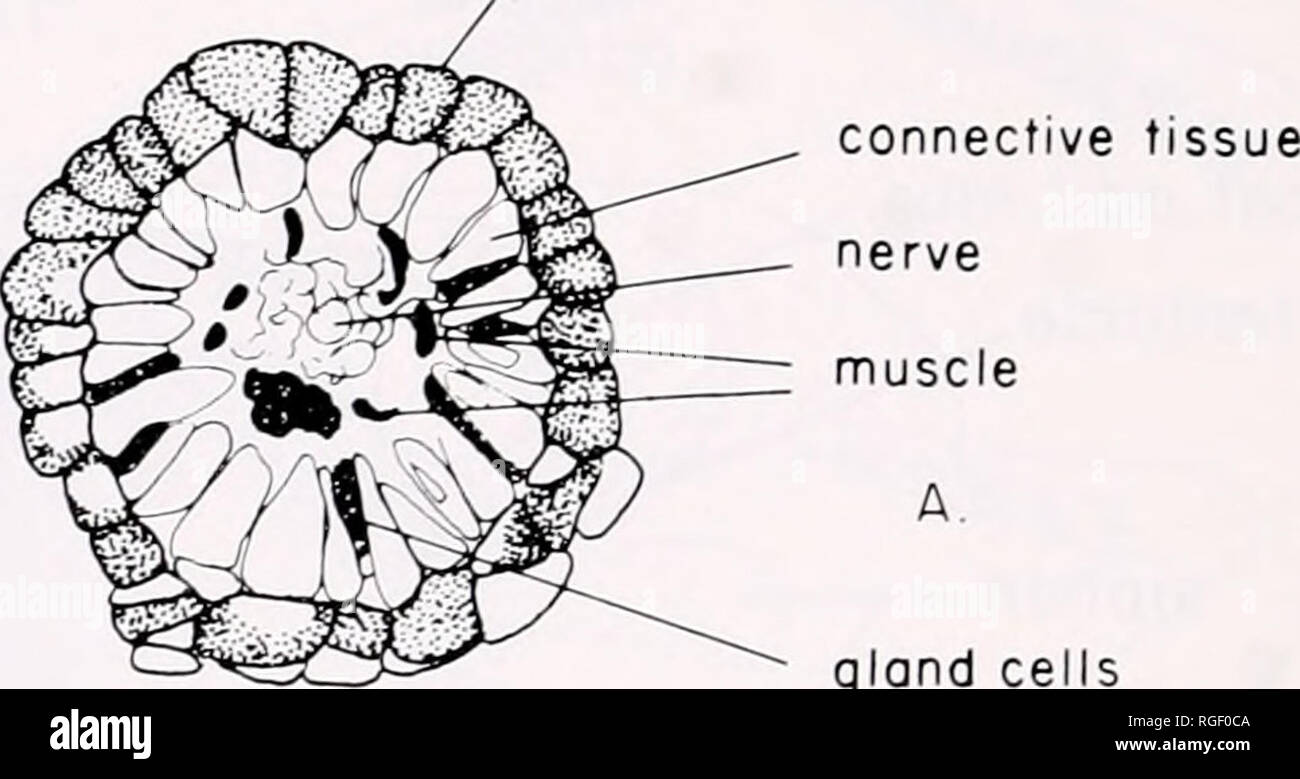 . Bulletin of the Museum of Comparative Zoology at Harvard College ...