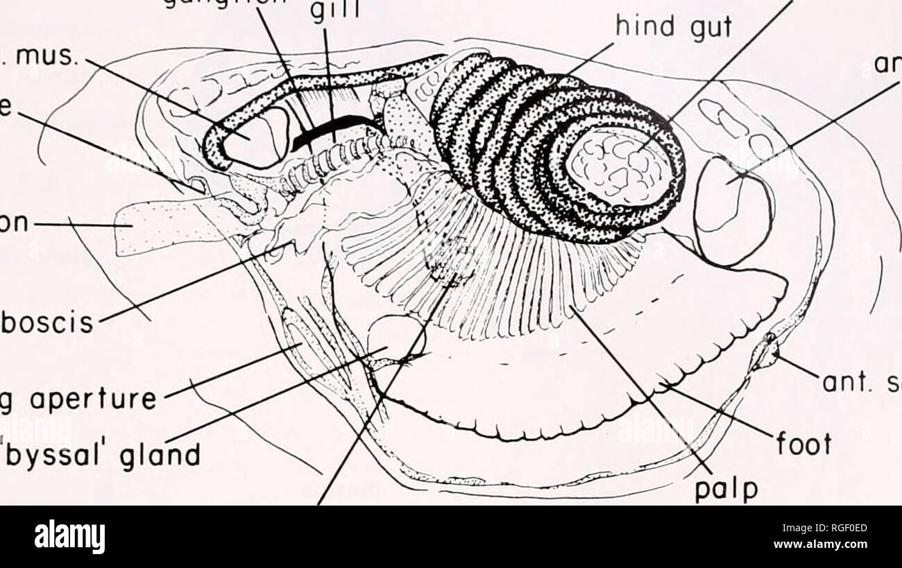 Clam Anatomy Visceral Mass