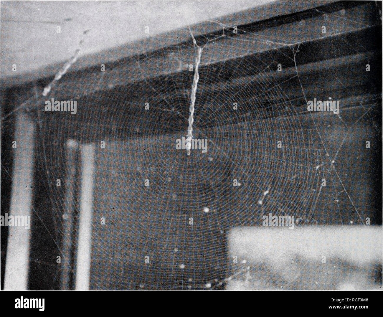 Cyclosa species hi-res stock photography and images - Alamy