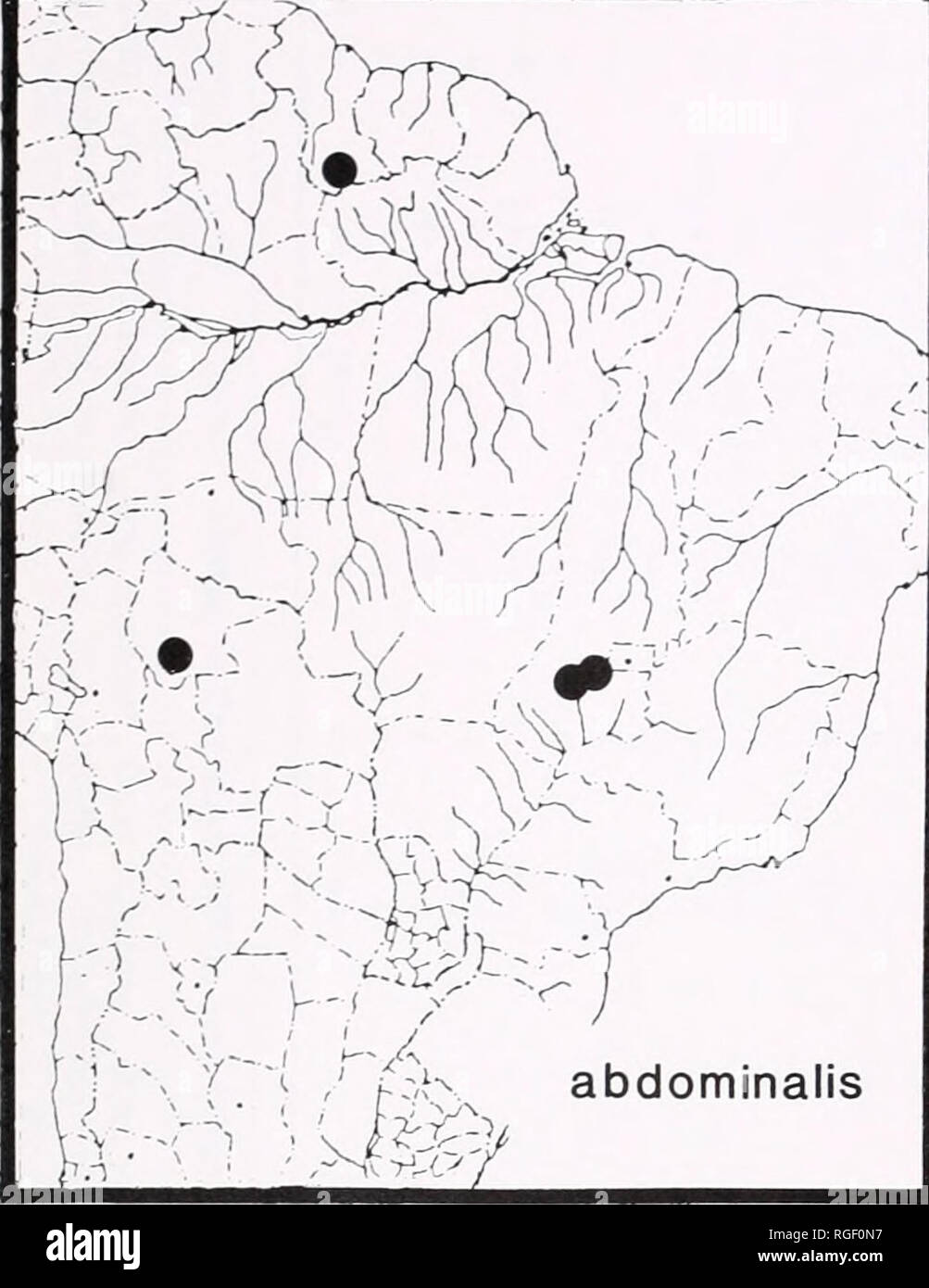 Wixia abdominalis hi-res stock photography and images - Alamy