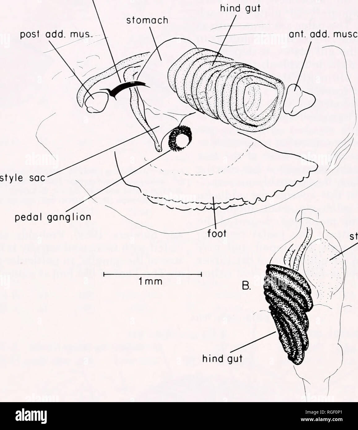 Muscle ant hi-res stock photography and images - Alamy