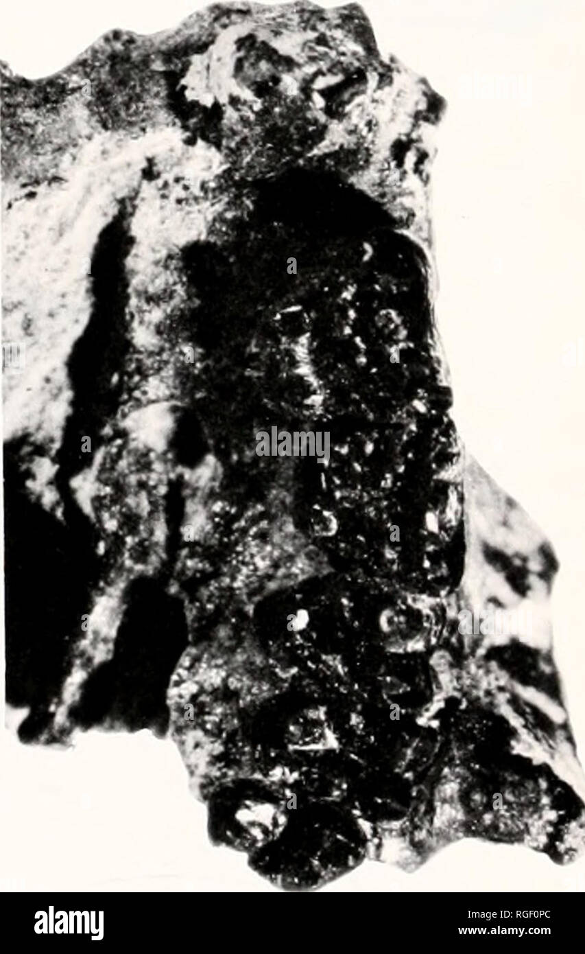 . Bulletin of the Museum of Comparative Zoology at Harvard College ...