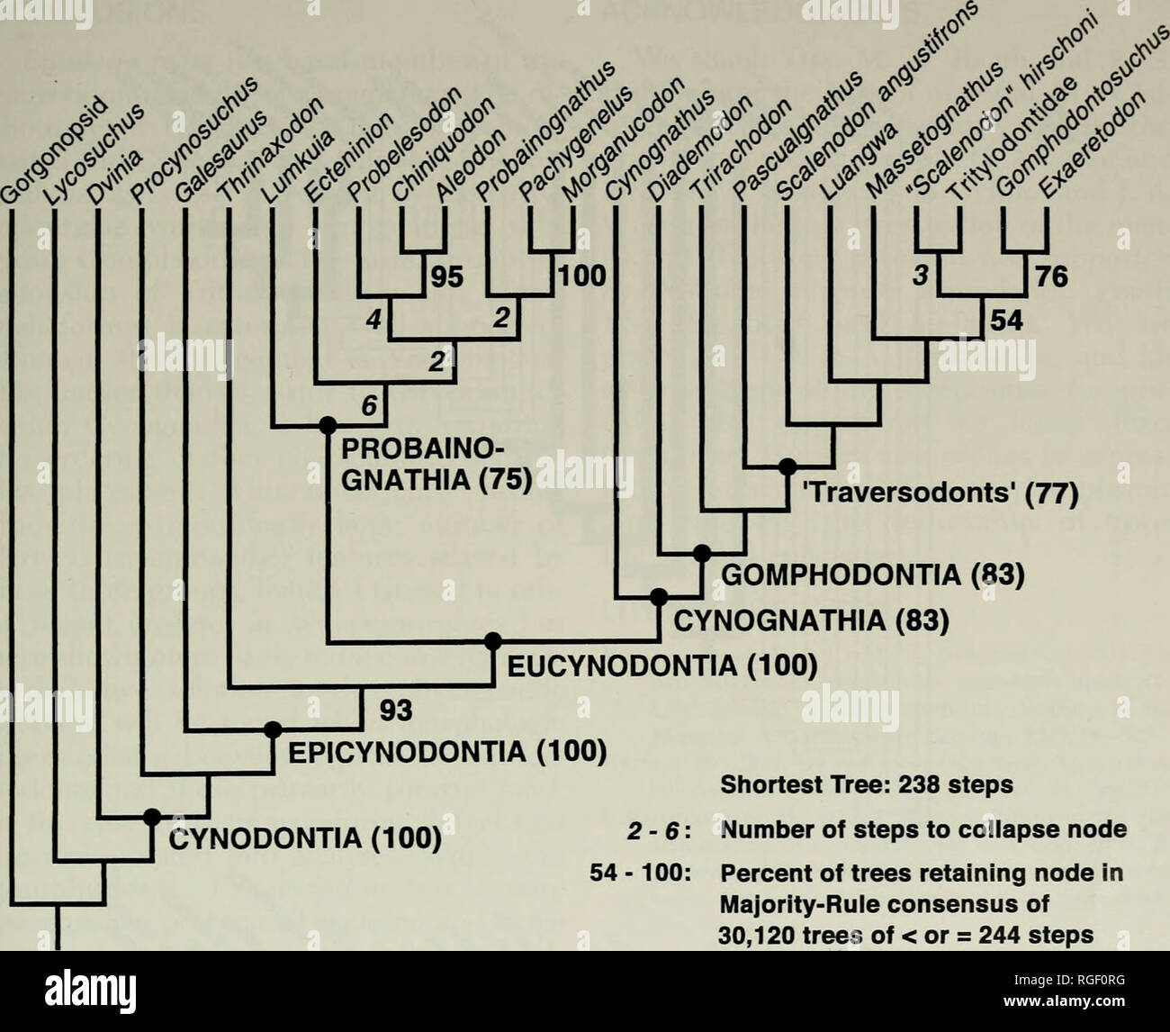 Cynodontia hi-res stock photography and images - Alamy