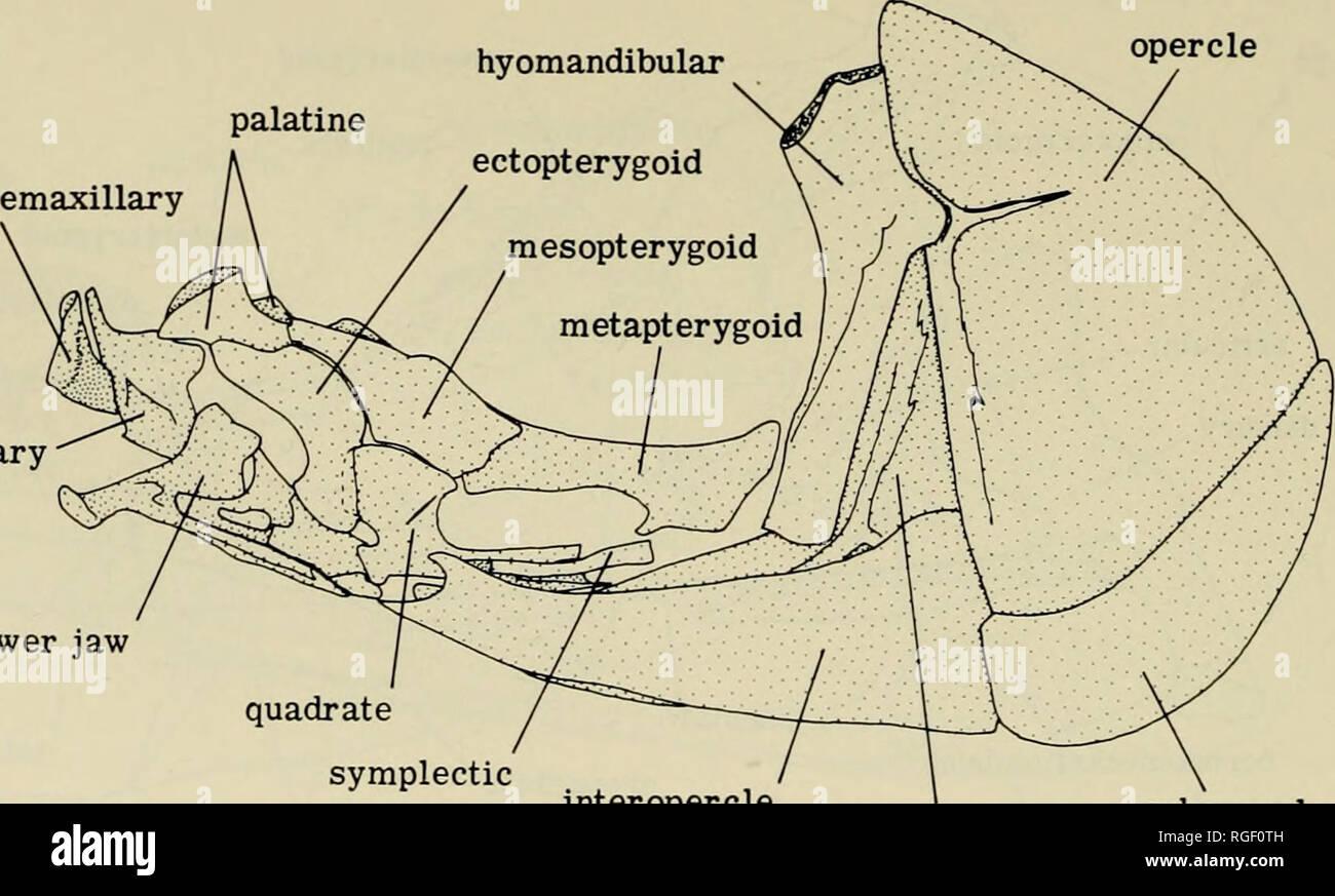 . Bulletin of the Museum of Comparative Zoology at Harvard College ...