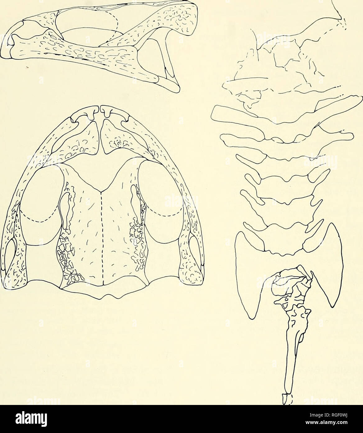 . Bulletin of the Museum of Comparative Zoology at Harvard College ...
