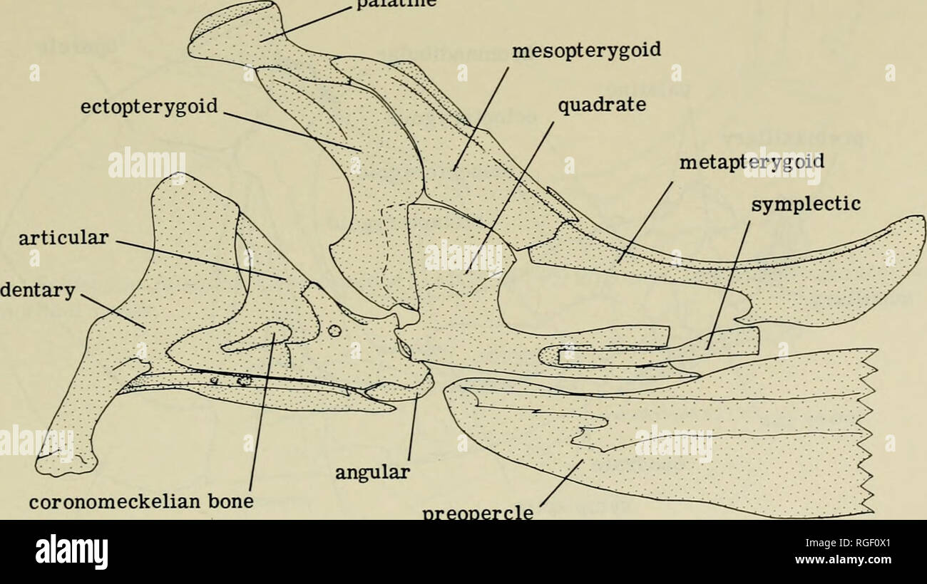 Schizodon fasciatus hi-res stock photography and images - Alamy