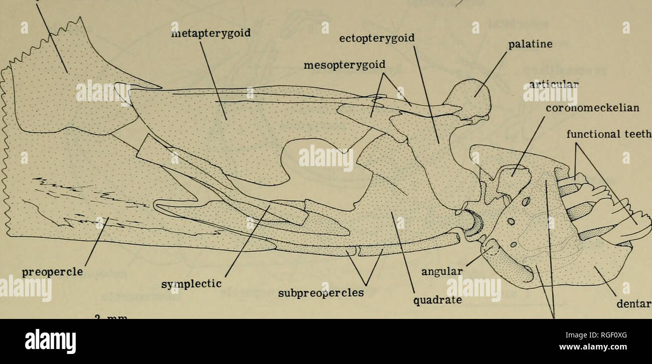 Schizodon fasciatus hi-res stock photography and images - Alamy