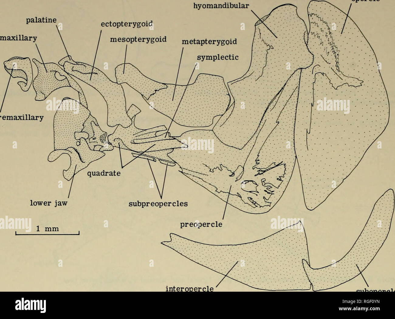 Ichthyoelephas High Resolution Stock Photography and Images - Alamy