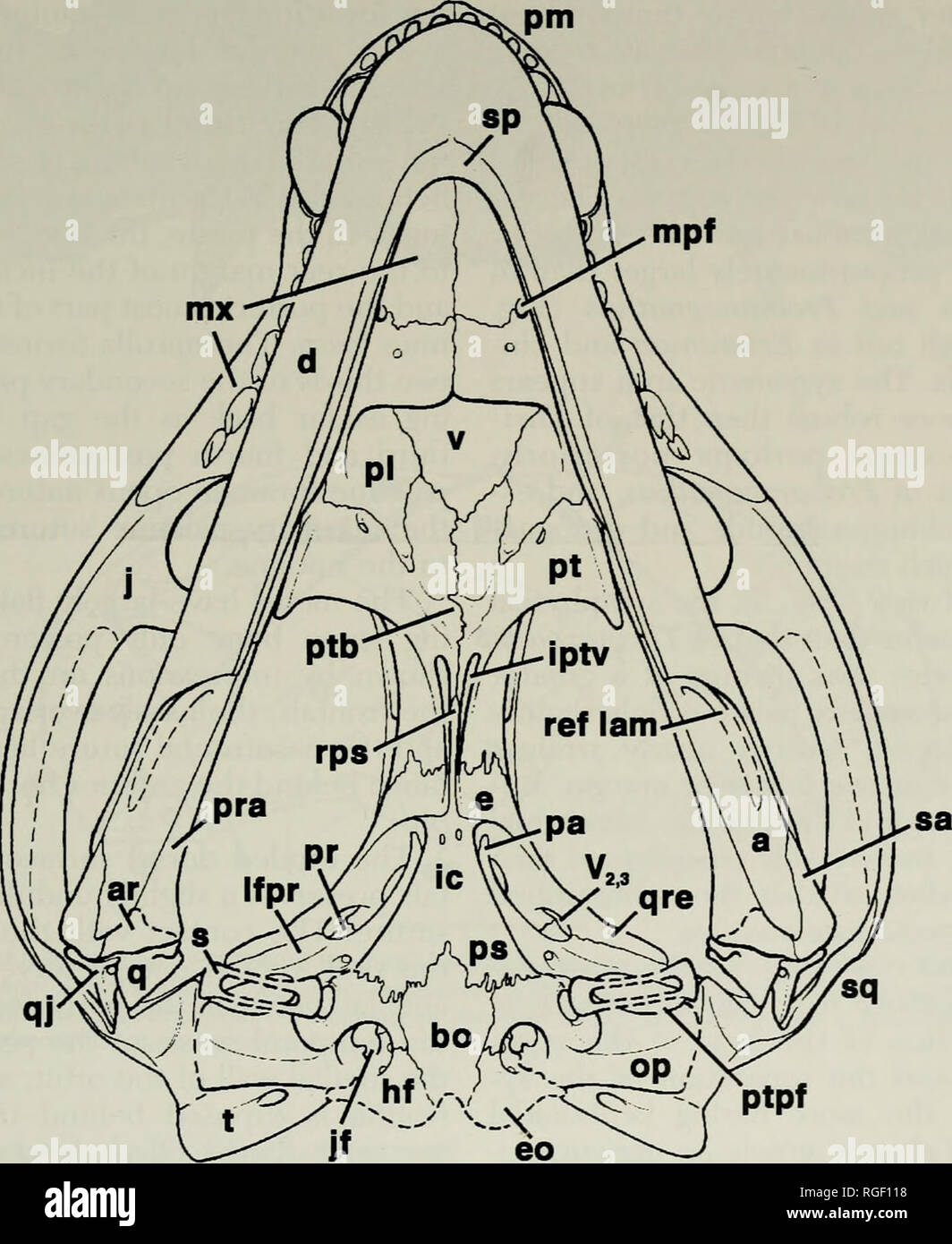 Canine Jugular Foramen