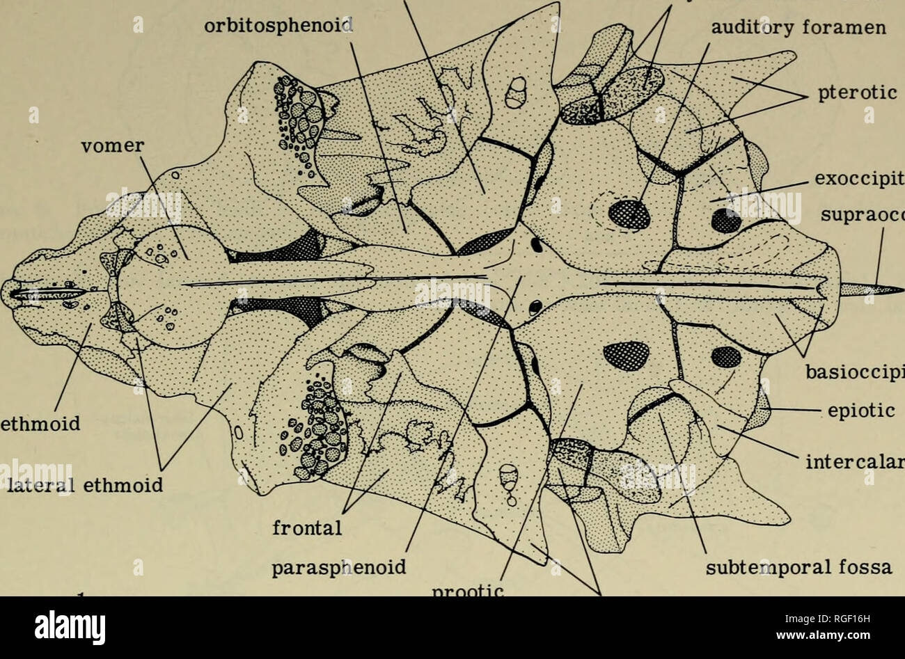 . Bulletin of the Museum of Comparative Zoology at Harvard College ...