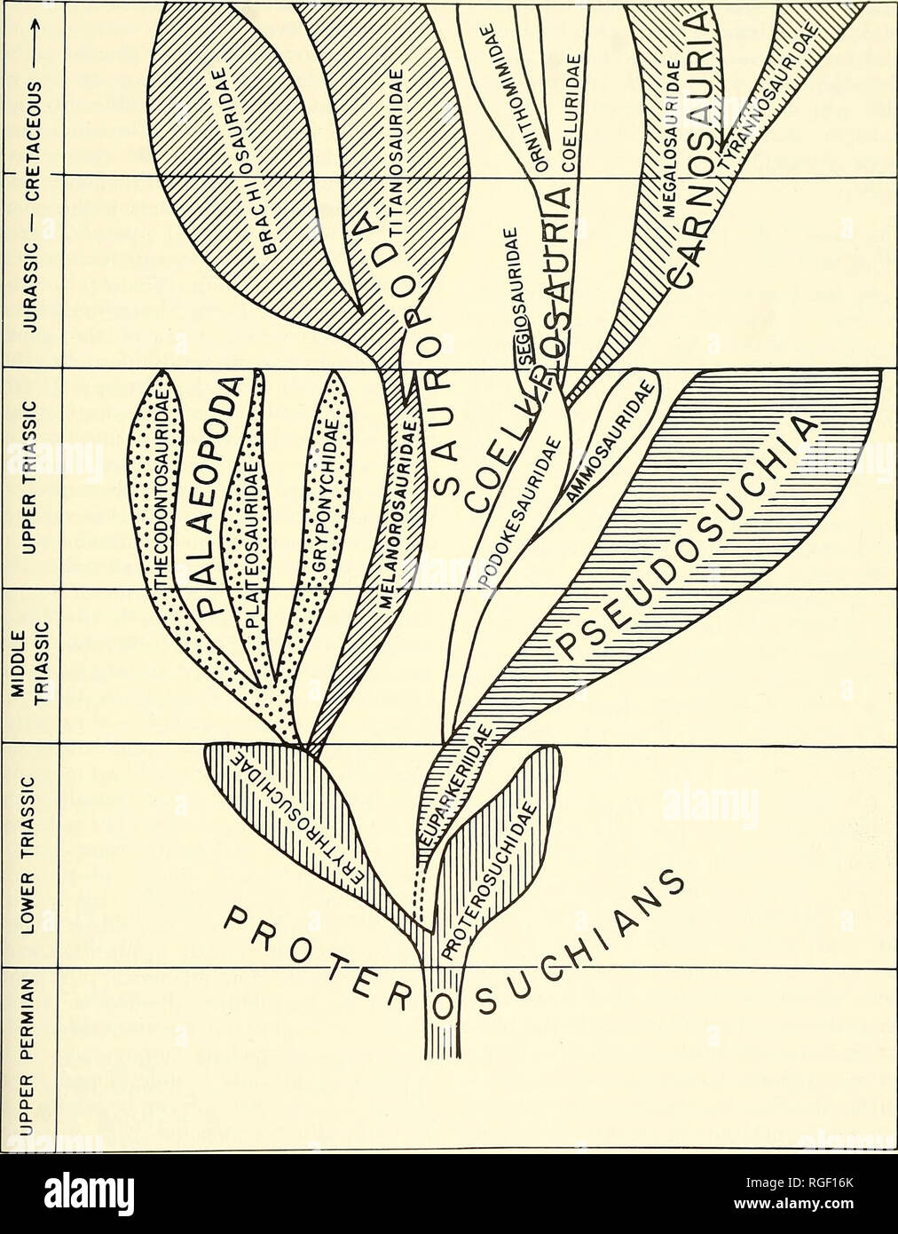 Phylogenetic diagram hi-res stock photography and images - Alamy