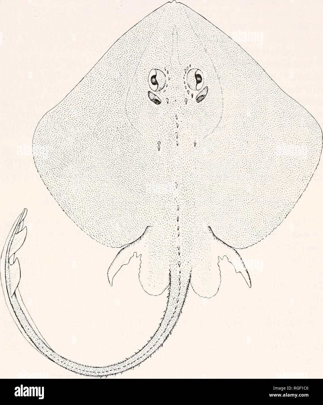 Interdorsal fin hi-res stock photography and images - Alamy