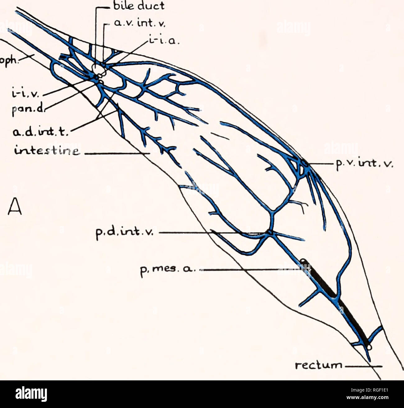 Holocephali High Resolution Stock Photography and Images - Alamy