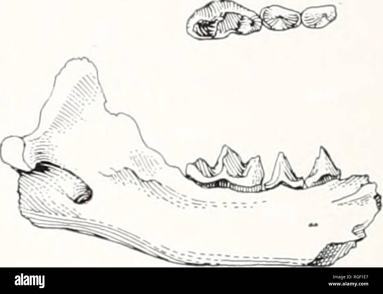 Mustela rixosa hi-res stock photography and images - Alamy