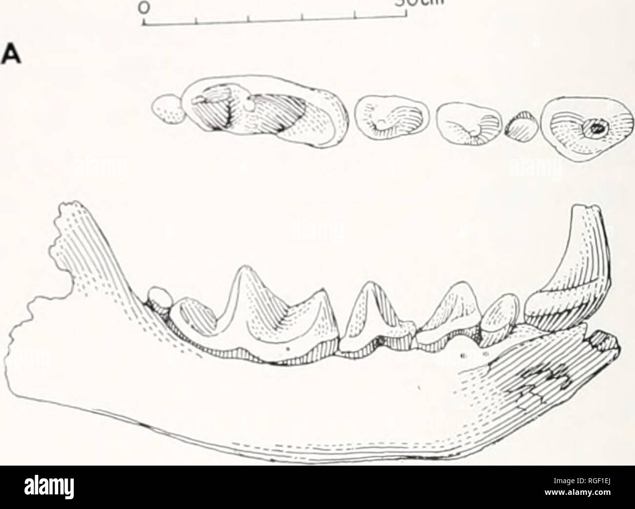 M rixosa hi-res stock photography and images - Alamy