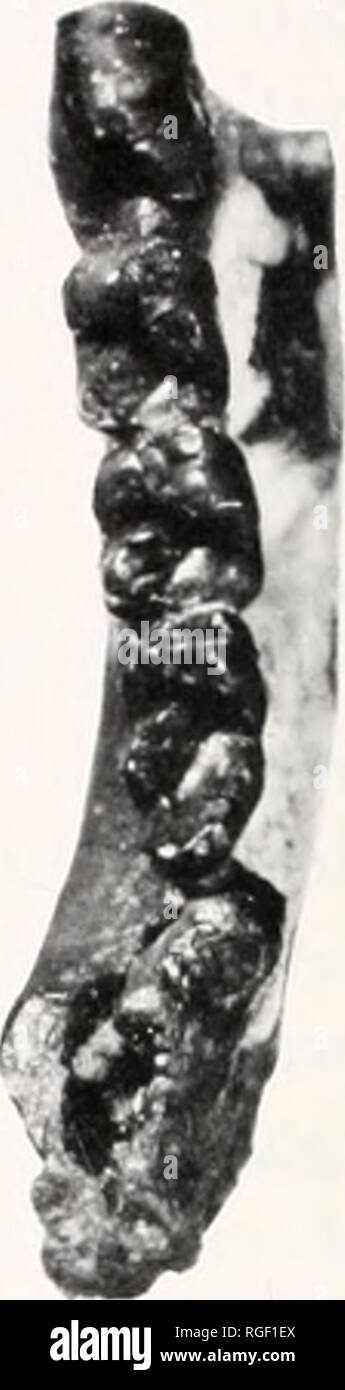 Trigonid hi-res stock photography and images - Alamy