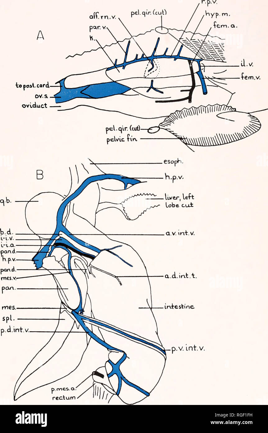 Holocephali hi-res stock photography and images - Alamy