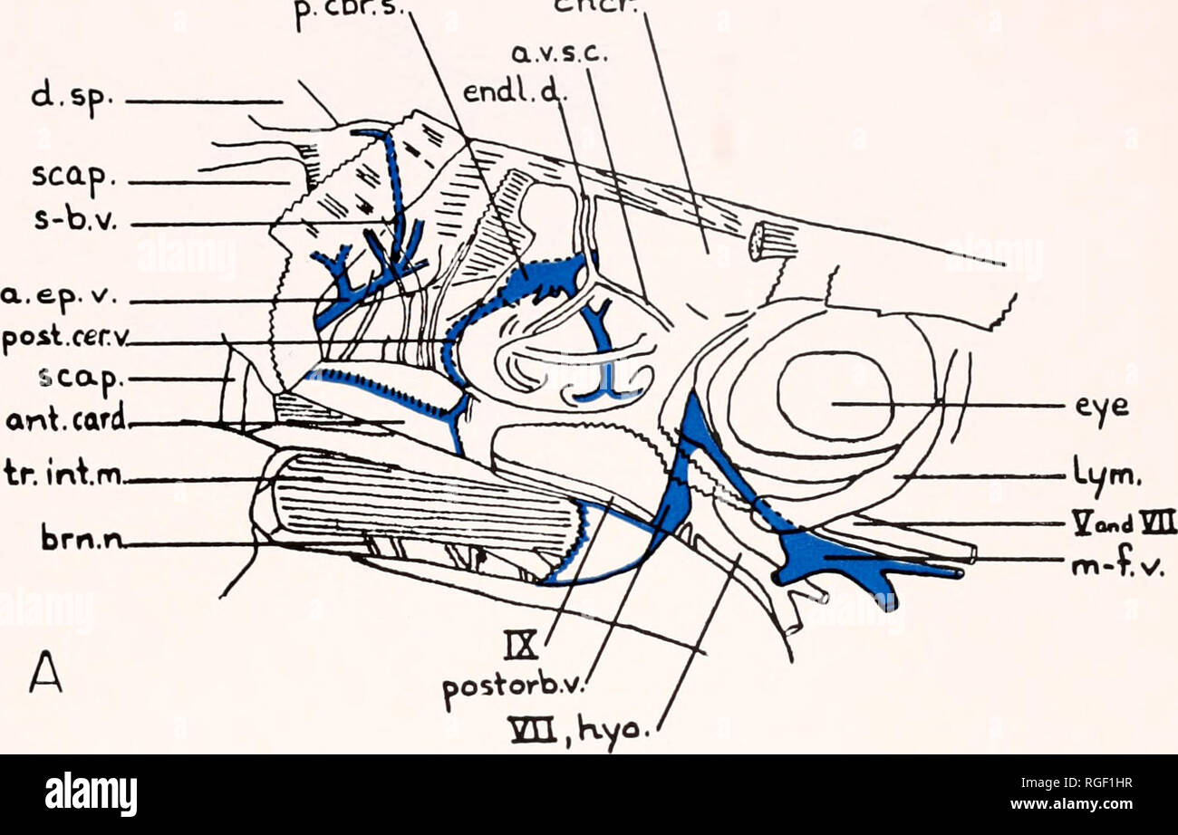 Holocephali hi-res stock photography and images - Alamy
