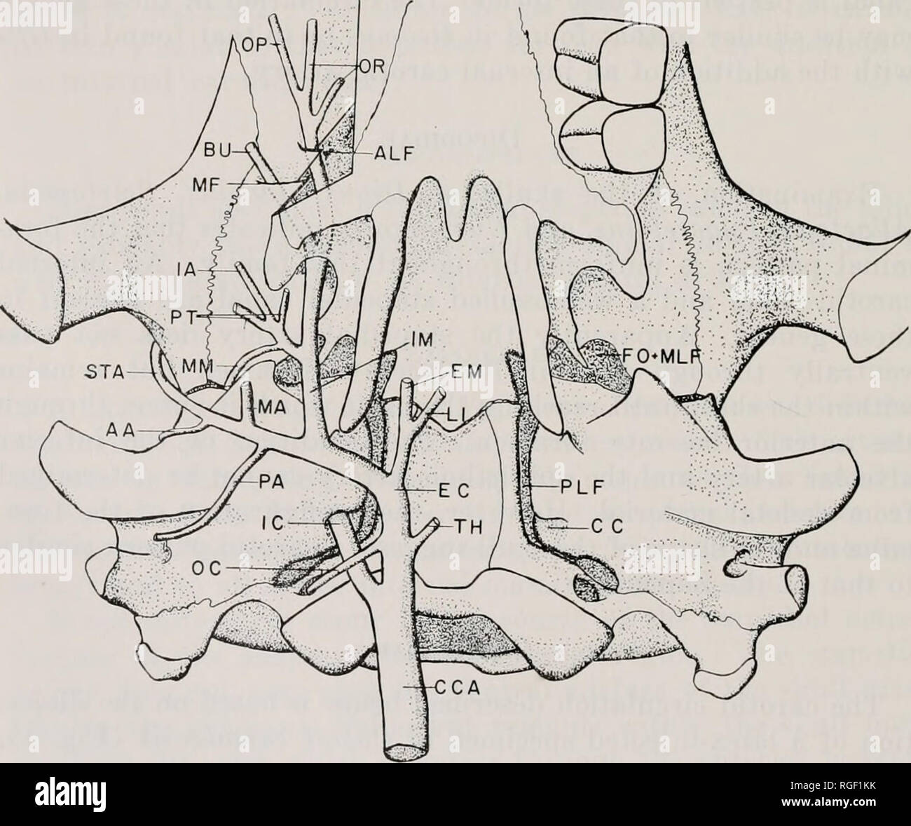 External maxillary arteries hi-res stock photography and images - Alamy