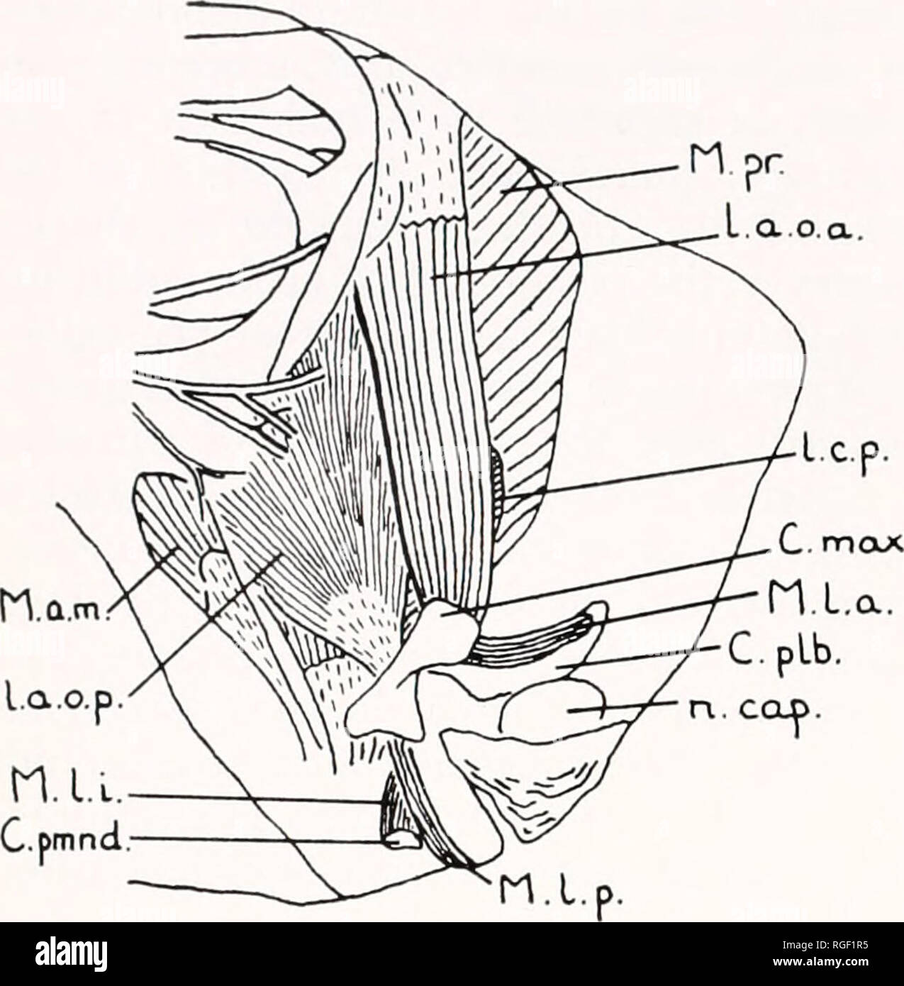 . Bulletin of the Museum of Comparative Zoology at Harvard College ...
