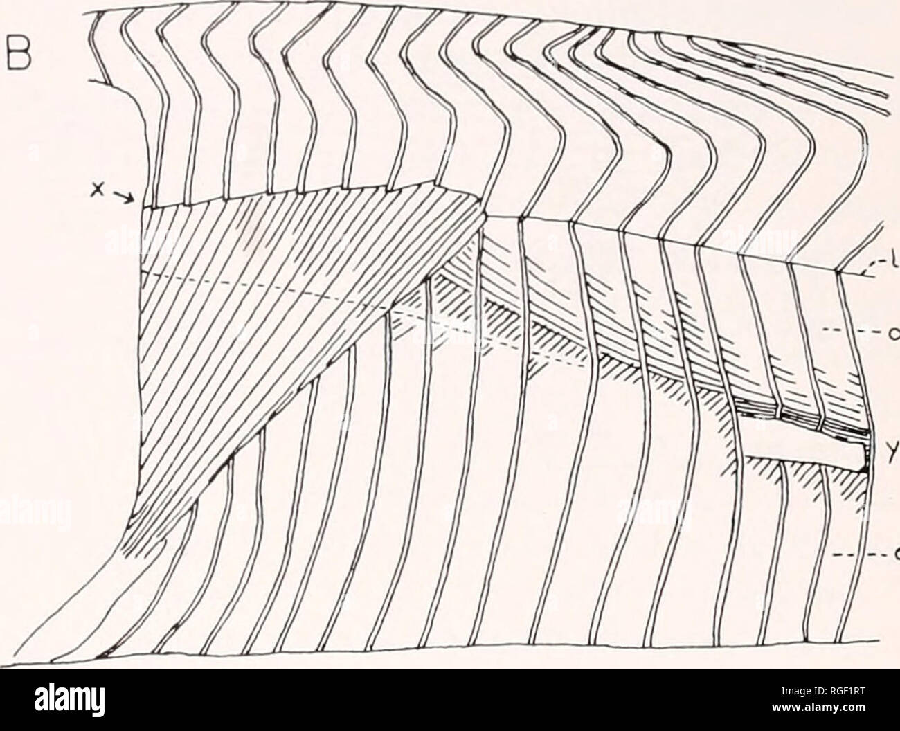 . Bulletin of the Museum of Comparative Zoology at Harvard College ...