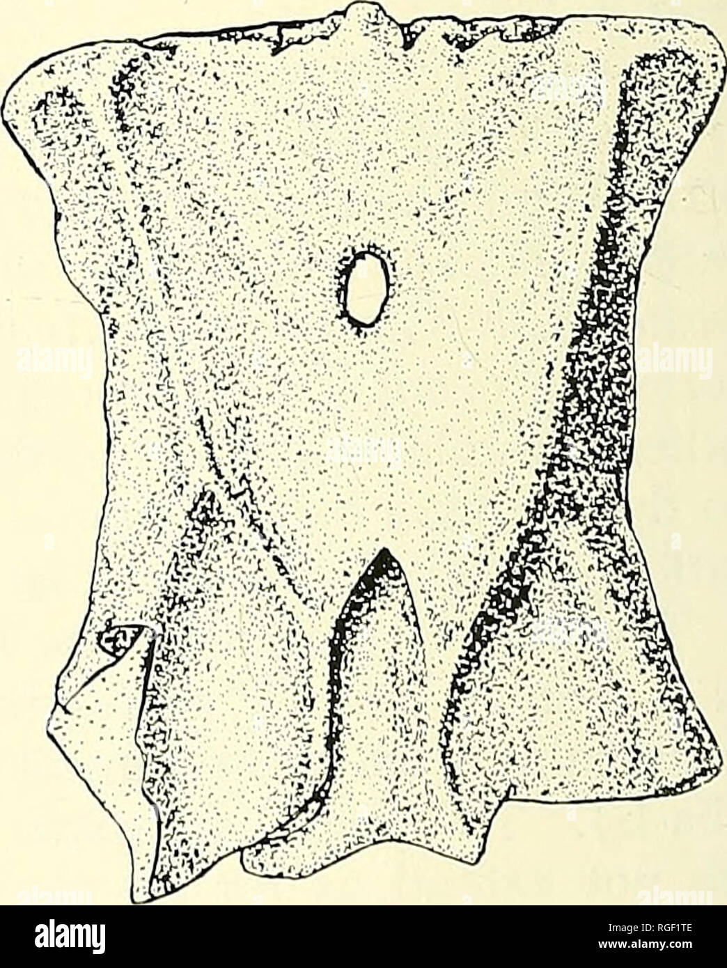 Melanosaurus hi-res stock photography and images - Alamy