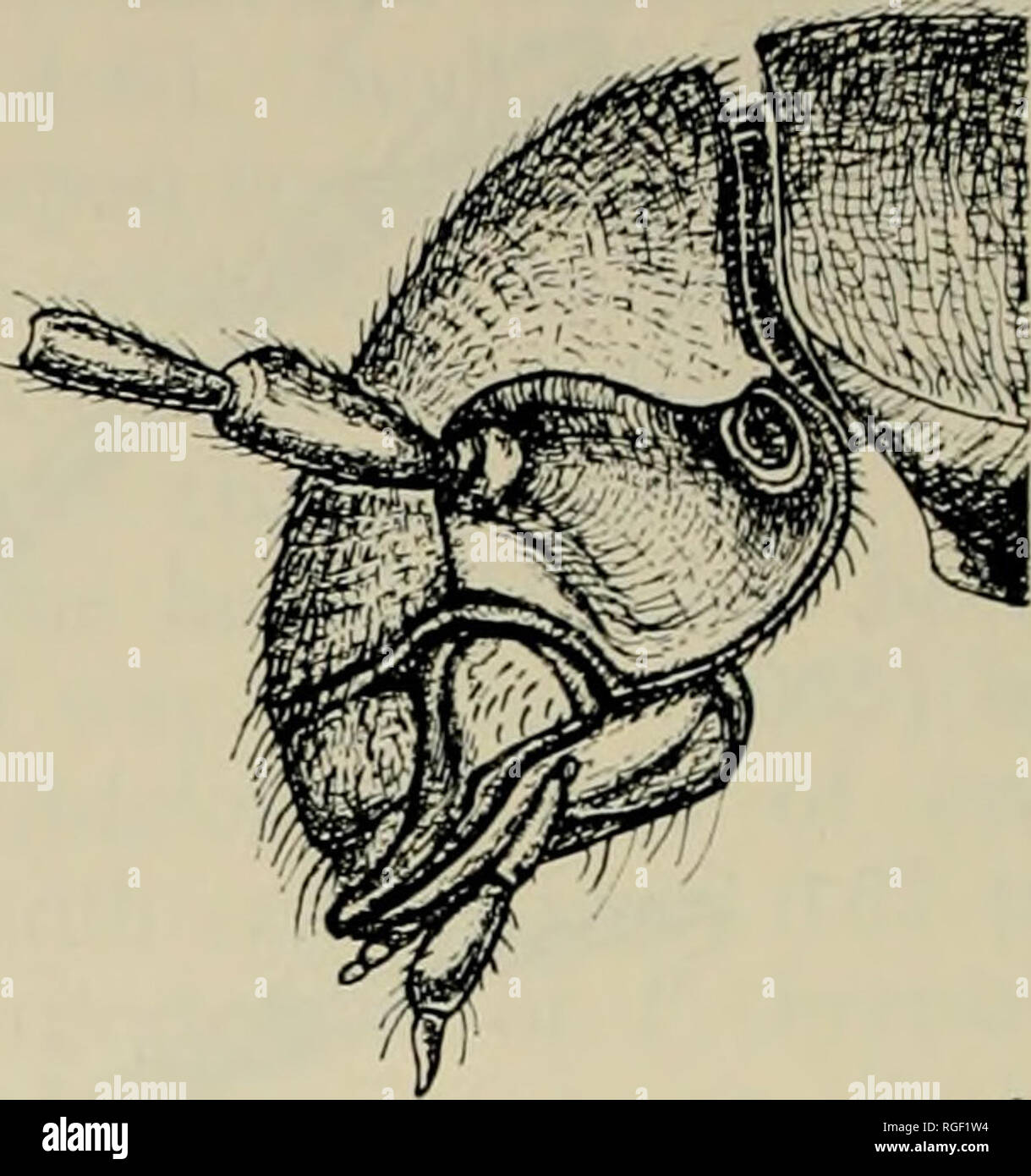 . Bulletin of the Museum of Comparative Zoology at Harvard College ...