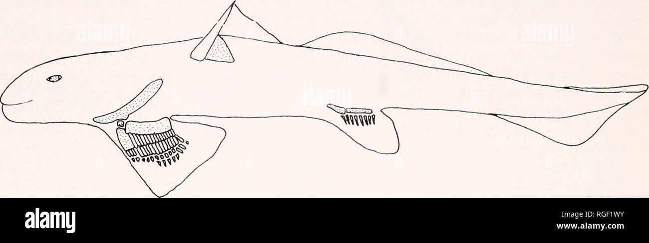 Holocephali hi-res stock photography and images - Alamy