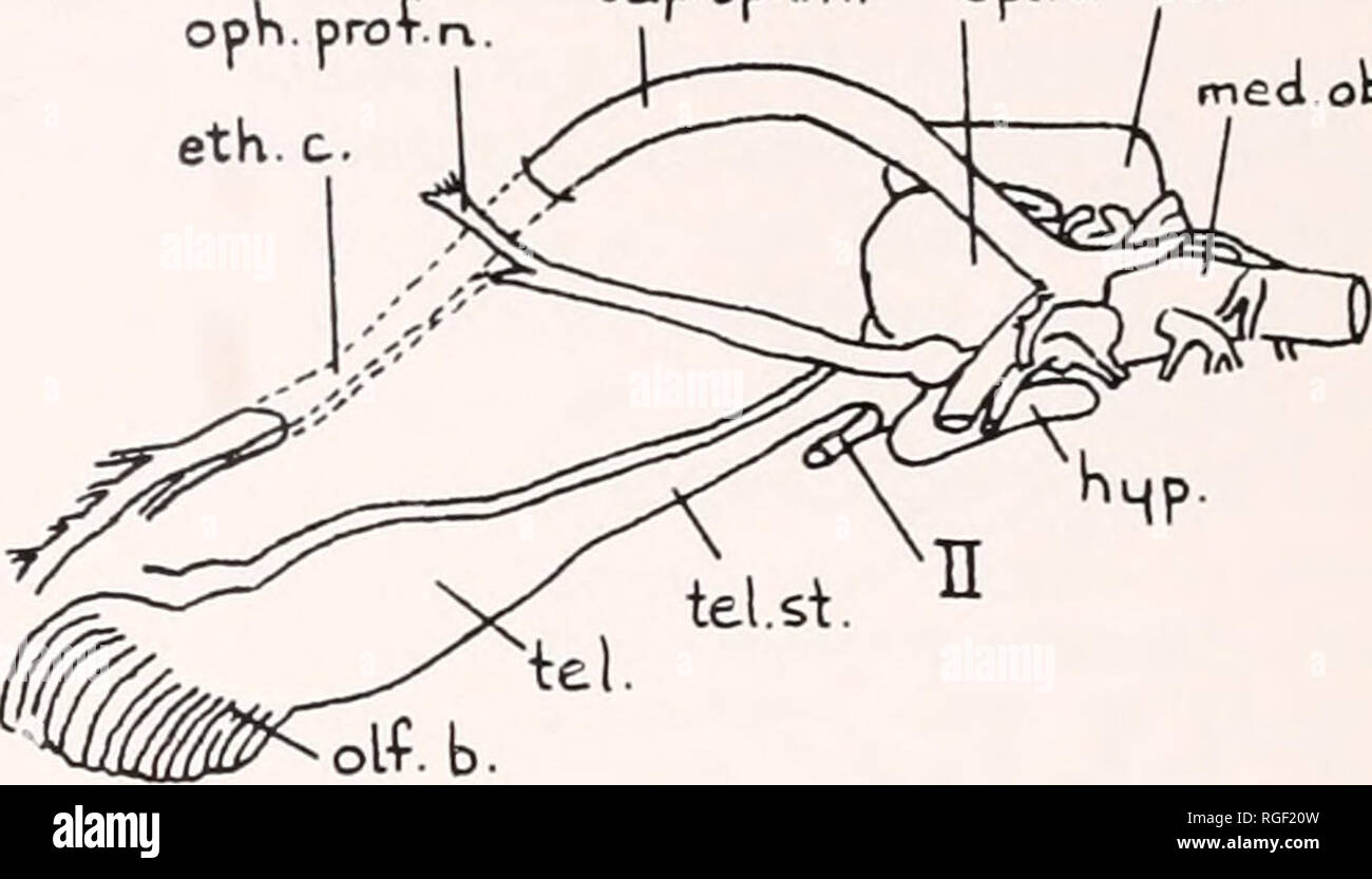 Holocephali hi-res stock photography and images - Alamy
