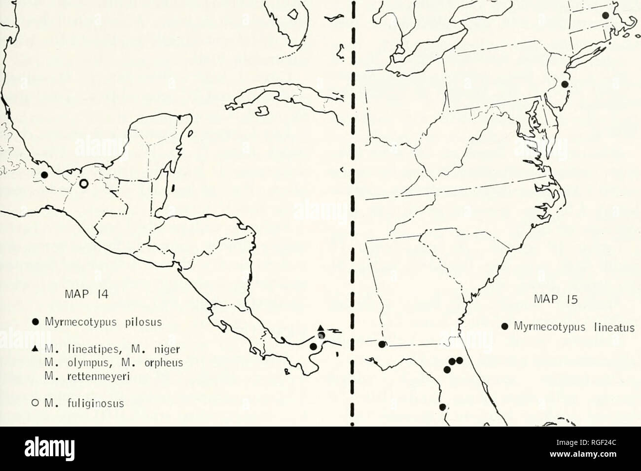 Lineatipes hi-res stock photography and images - Alamy