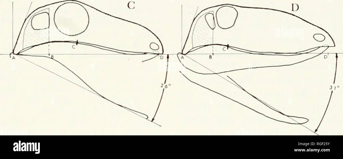 Hylonomus lyelli hi-res stock photography and images - Alamy