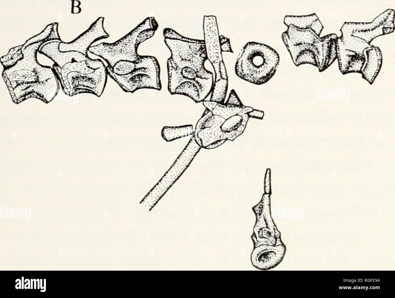 . Bulletin of the Museum of Comparative Zoology at Harvard College ...