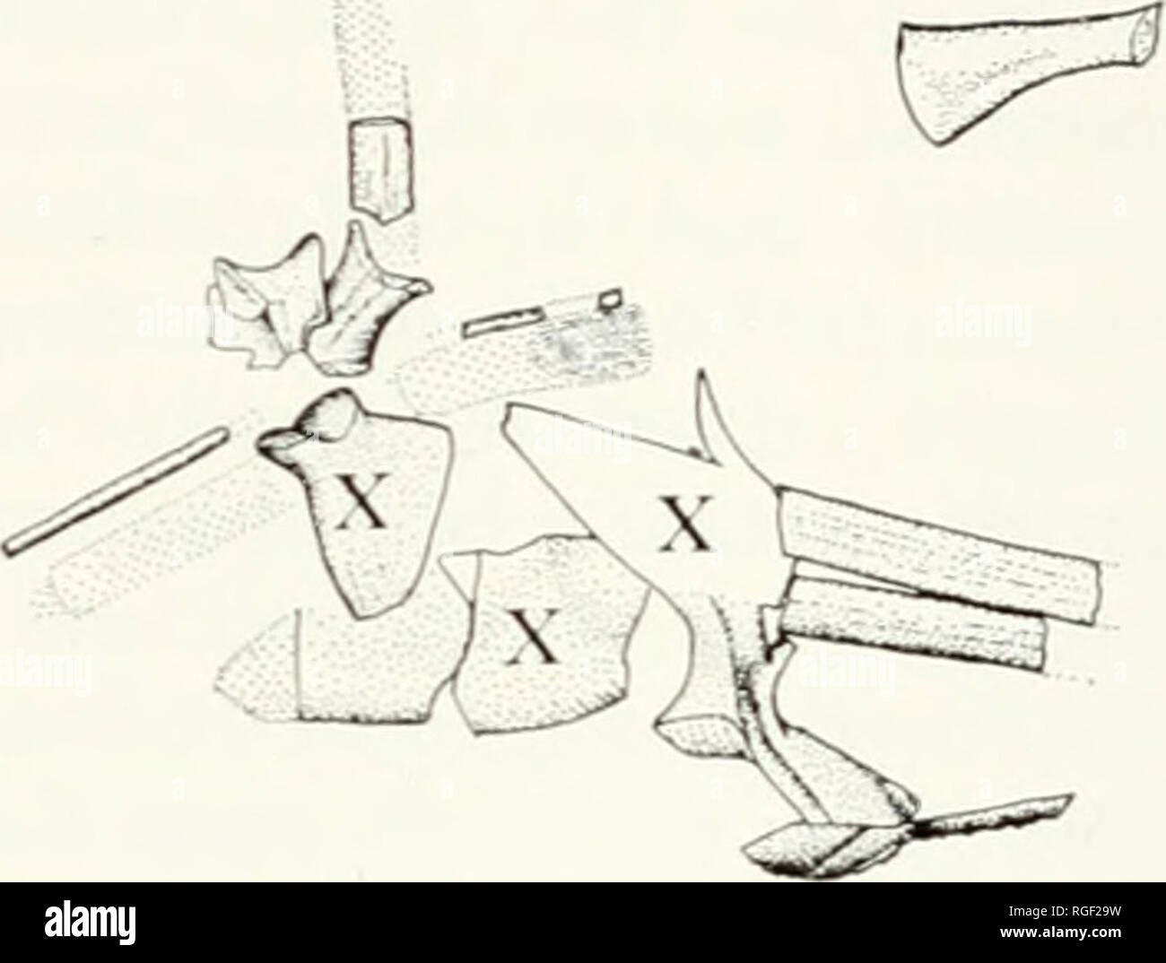 Sphenacodonts hi-res stock photography and images - Alamy