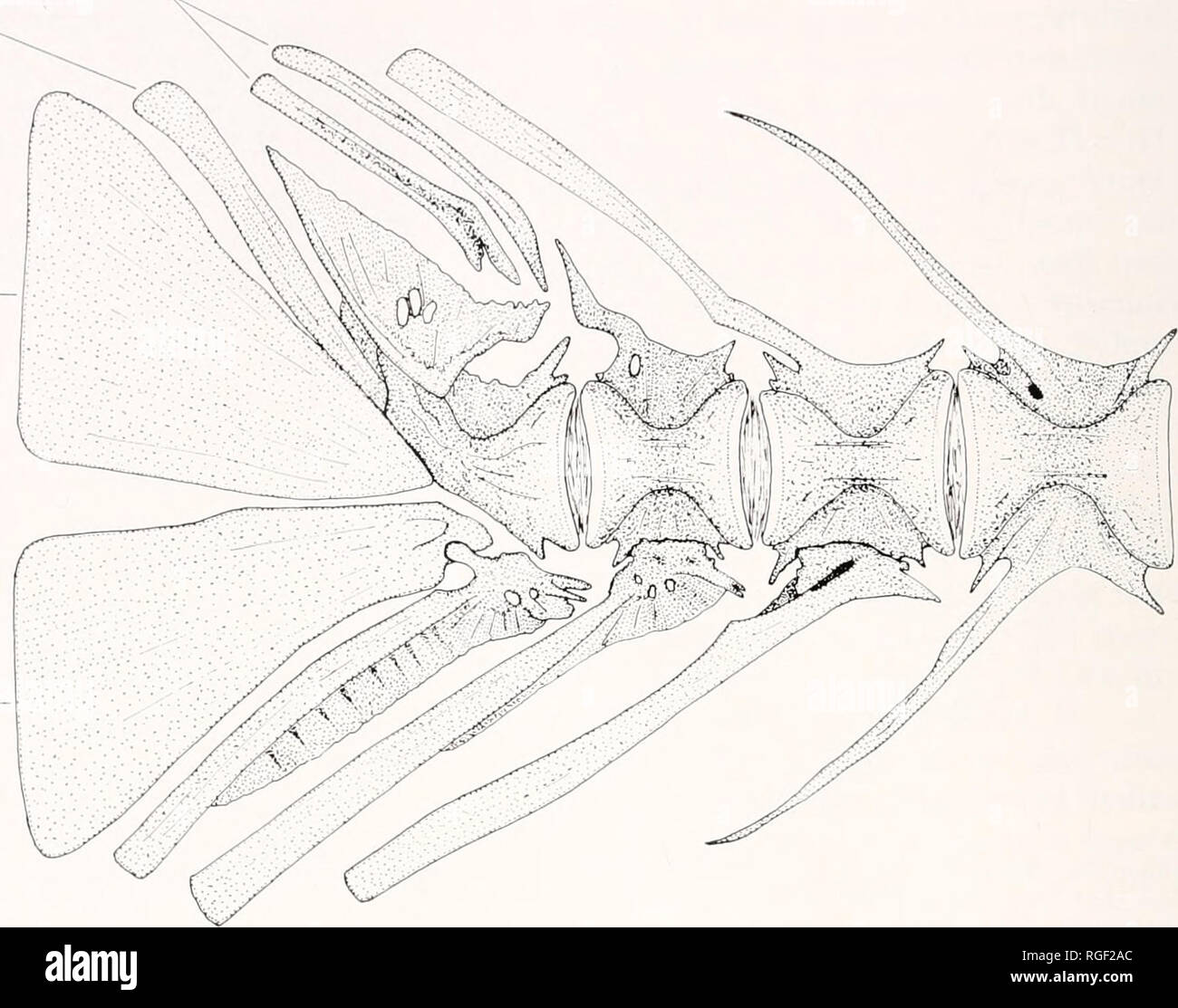 . Bulletin of the Museum of Comparative Zoology at Harvard College ...
