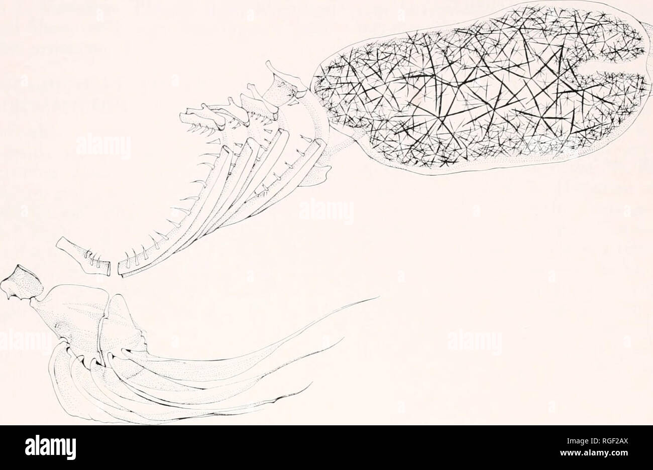 . Bulletin of the Museum of Comparative Zoology at Harvard College ...
