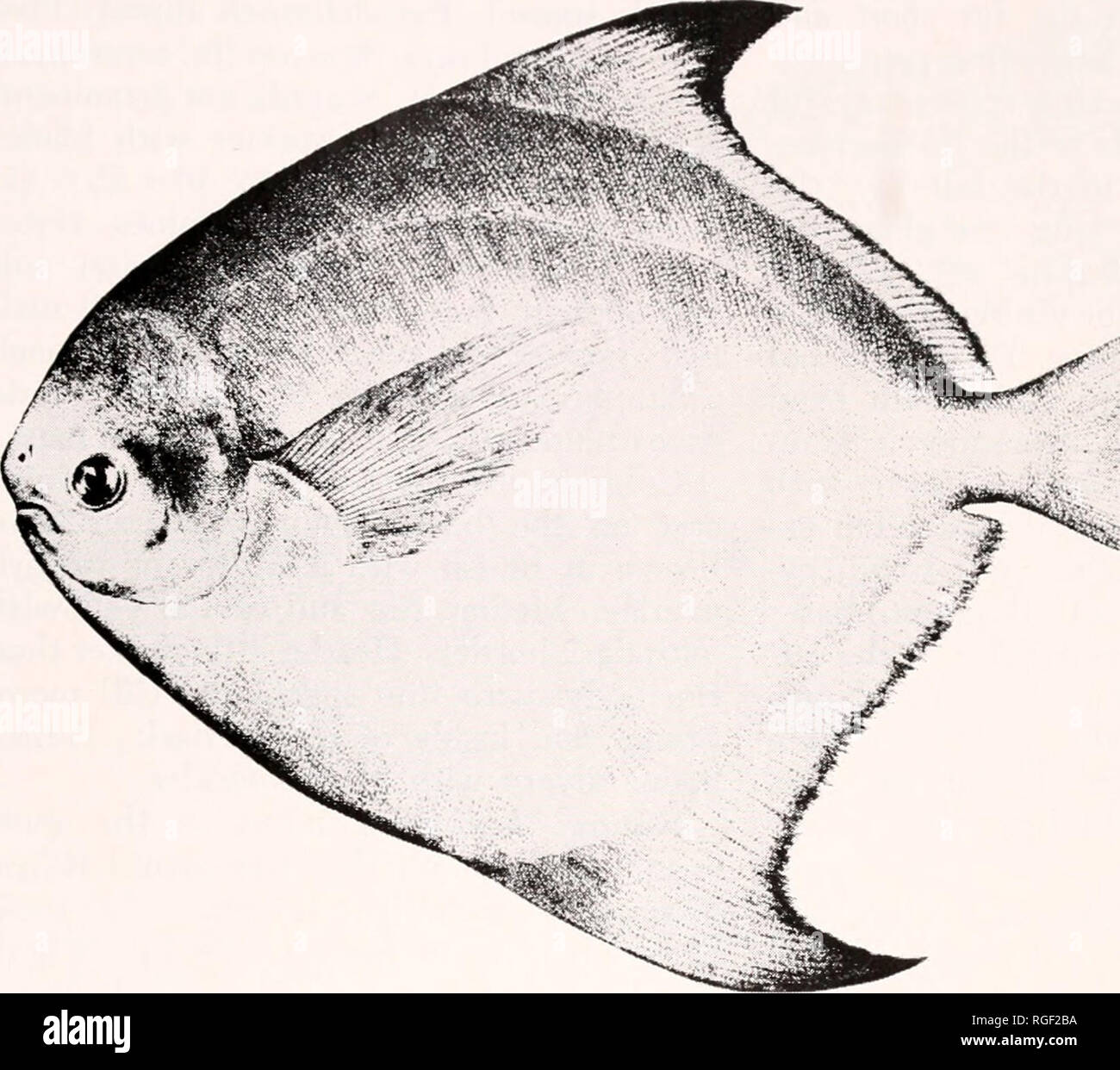 Stromateus argenteus hi-res stock photography and images - Alamy