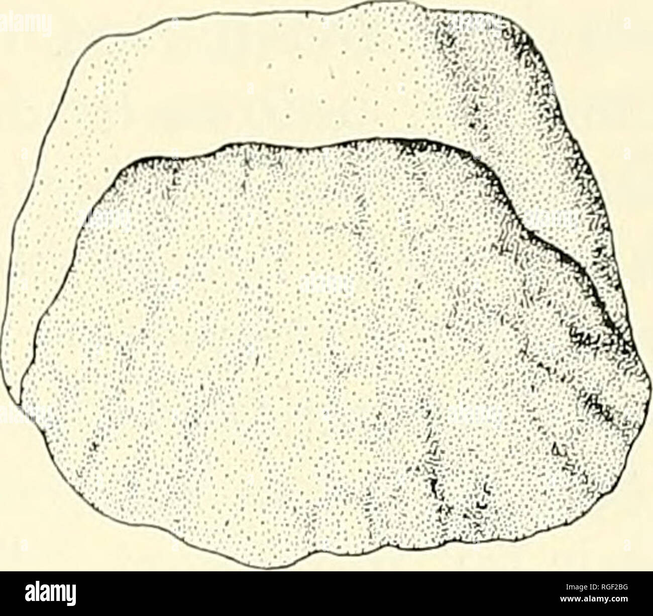 Ophisaurus attenuatus attenuatus hi-res stock photography and images ...