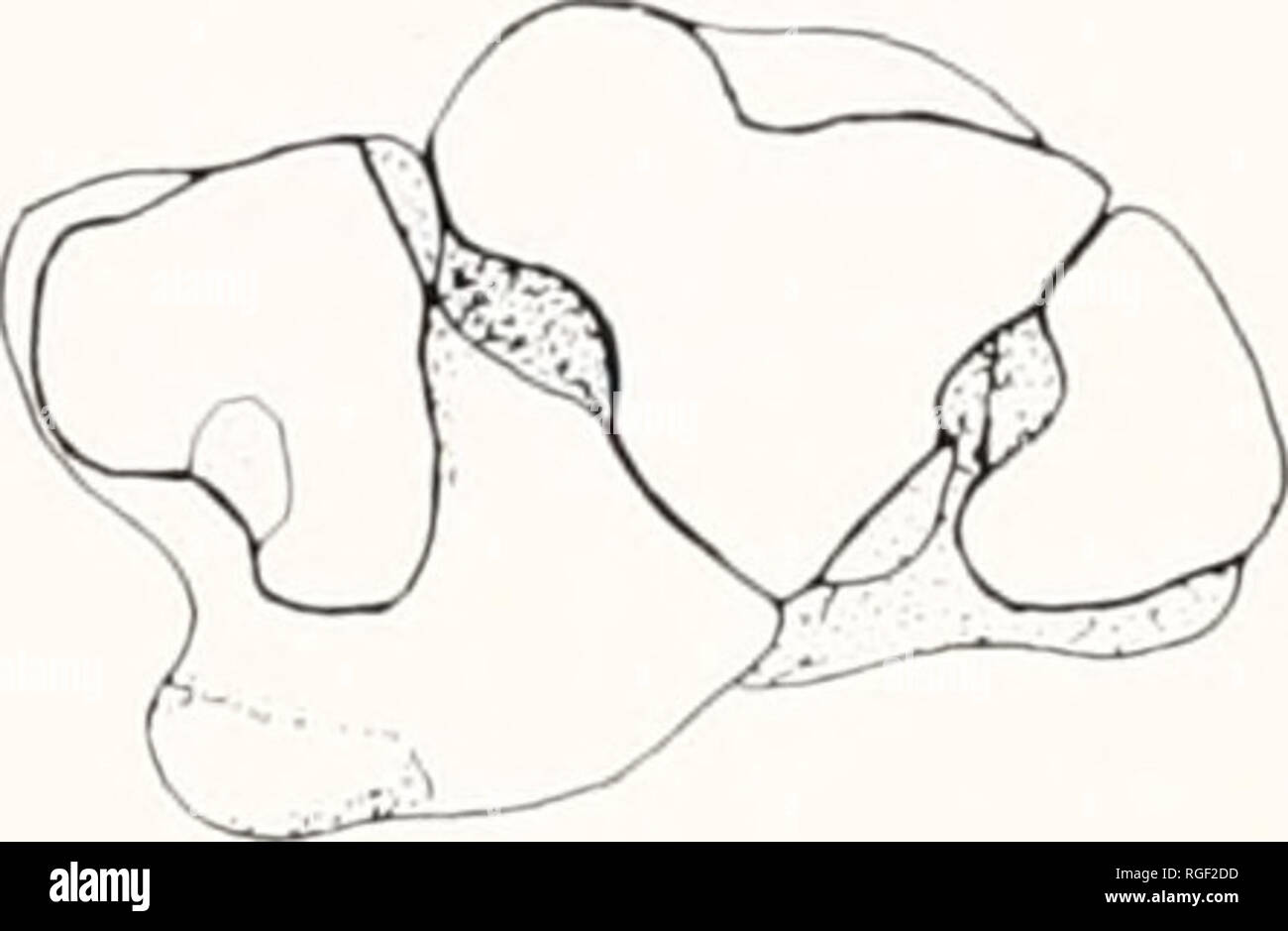 Ectocuneiform hi-res stock photography and images - Alamy