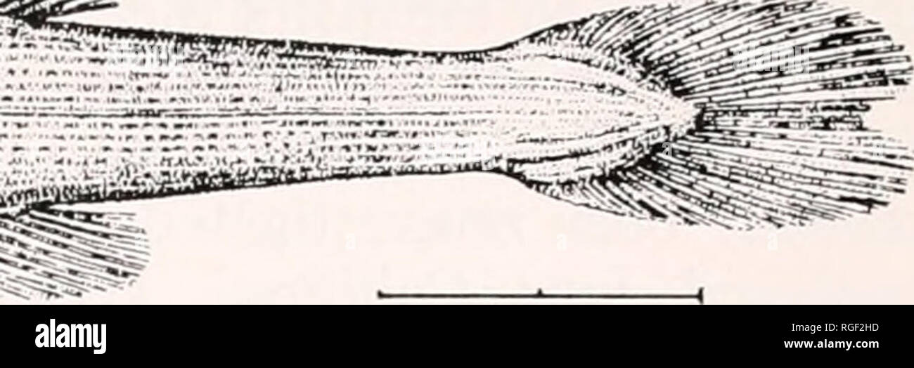 . Bulletin of the Museum of Comparative Zoology at Harvard College ...