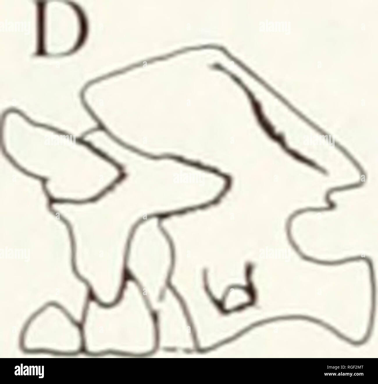 Archaeothyris florensis hi-res stock photography and images - Alamy