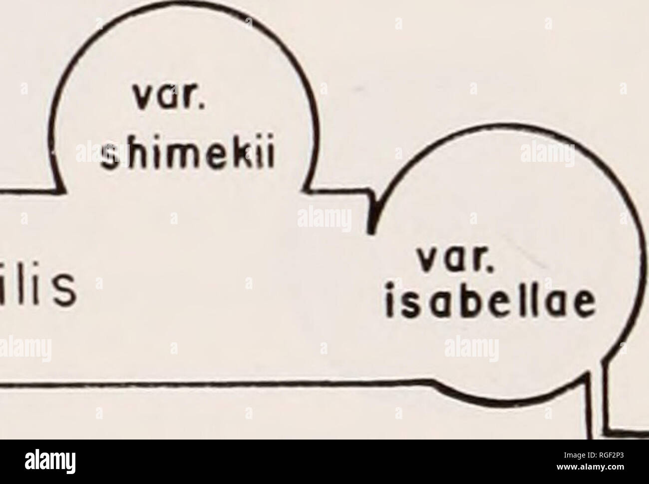 Ferrissia hi-res stock photography and images - Alamy