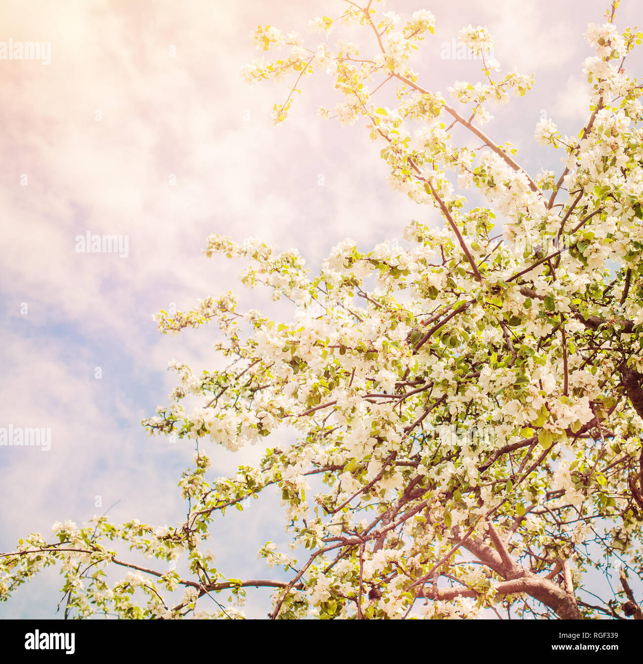 Outdoors blossom background with spring flowers, green Leaves, sky and ...