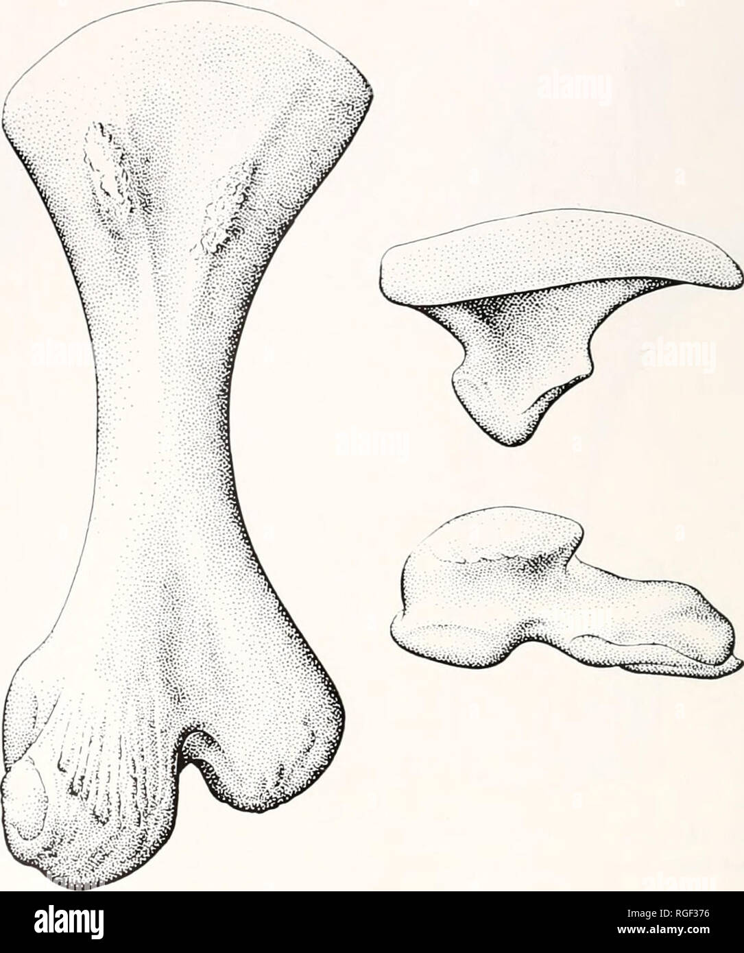 Sphenacodonts hi-res stock photography and images - Alamy