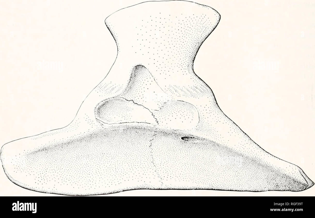 Pubic tubercle hi-res stock photography and images - Alamy