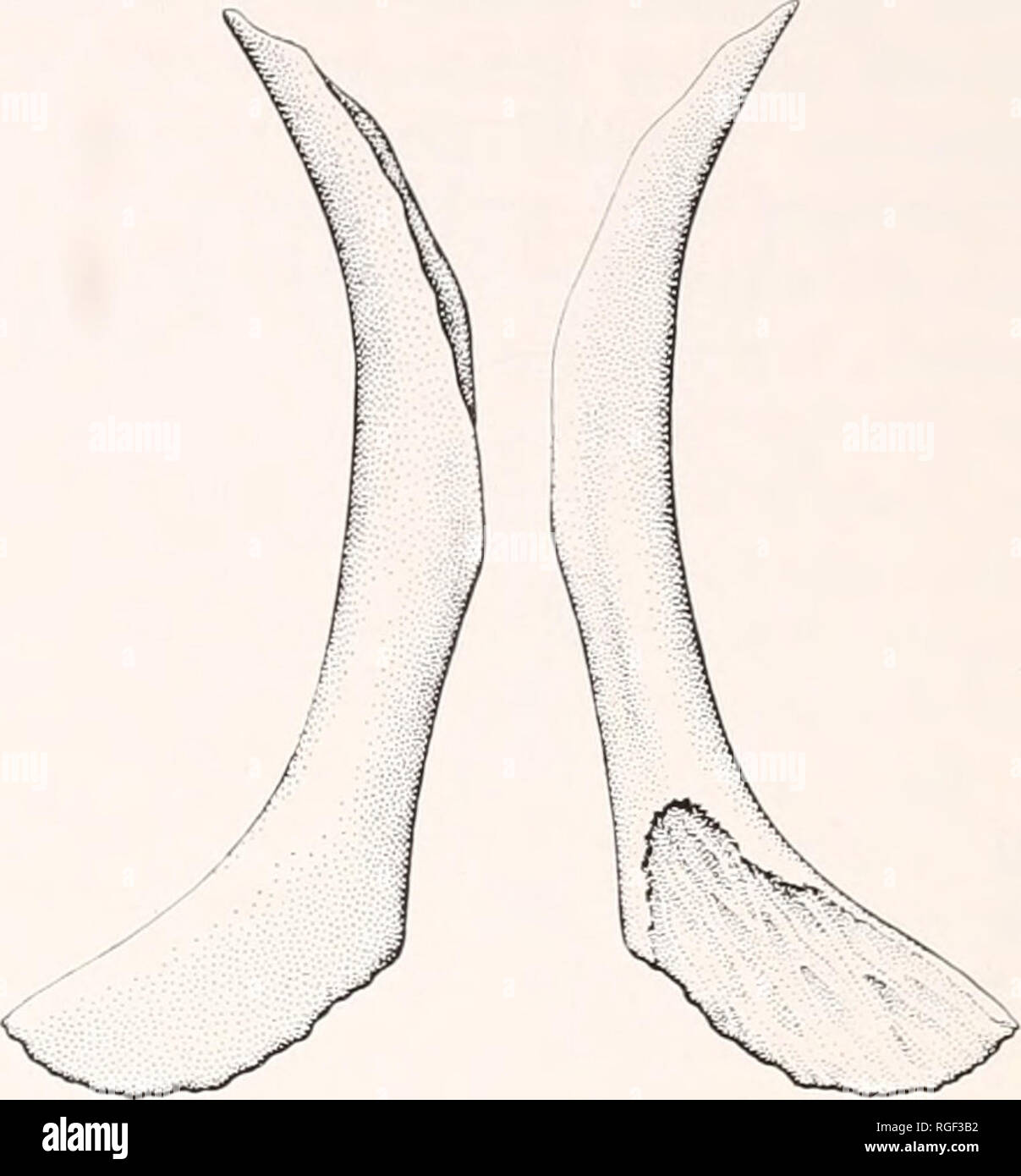 Presacral hi-res stock photography and images - Alamy