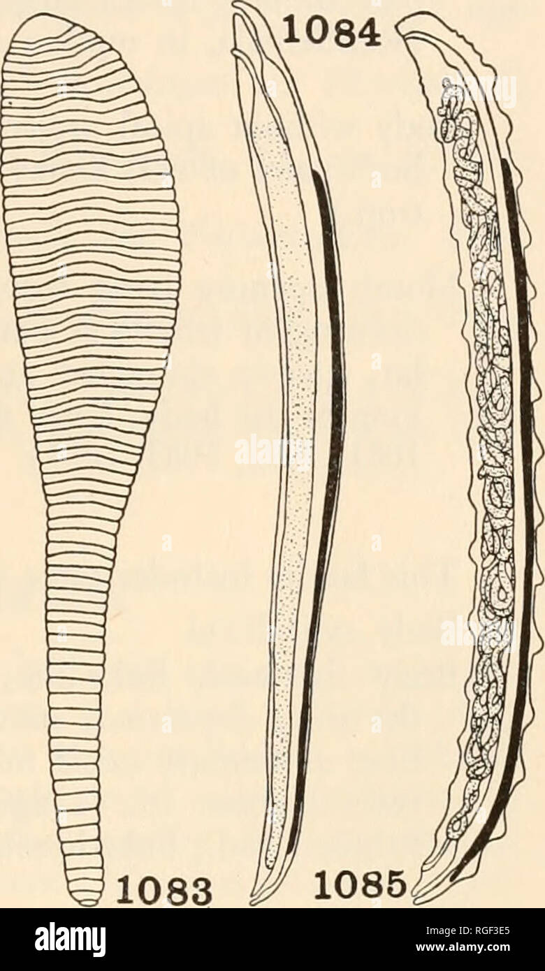 Pentastomum hi-res stock photography and images - Alamy