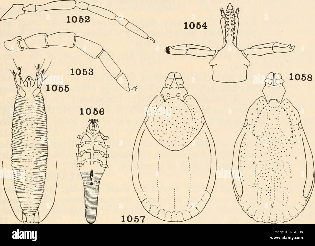 Mouthparts from below hi-res stock photography and images - Alamy