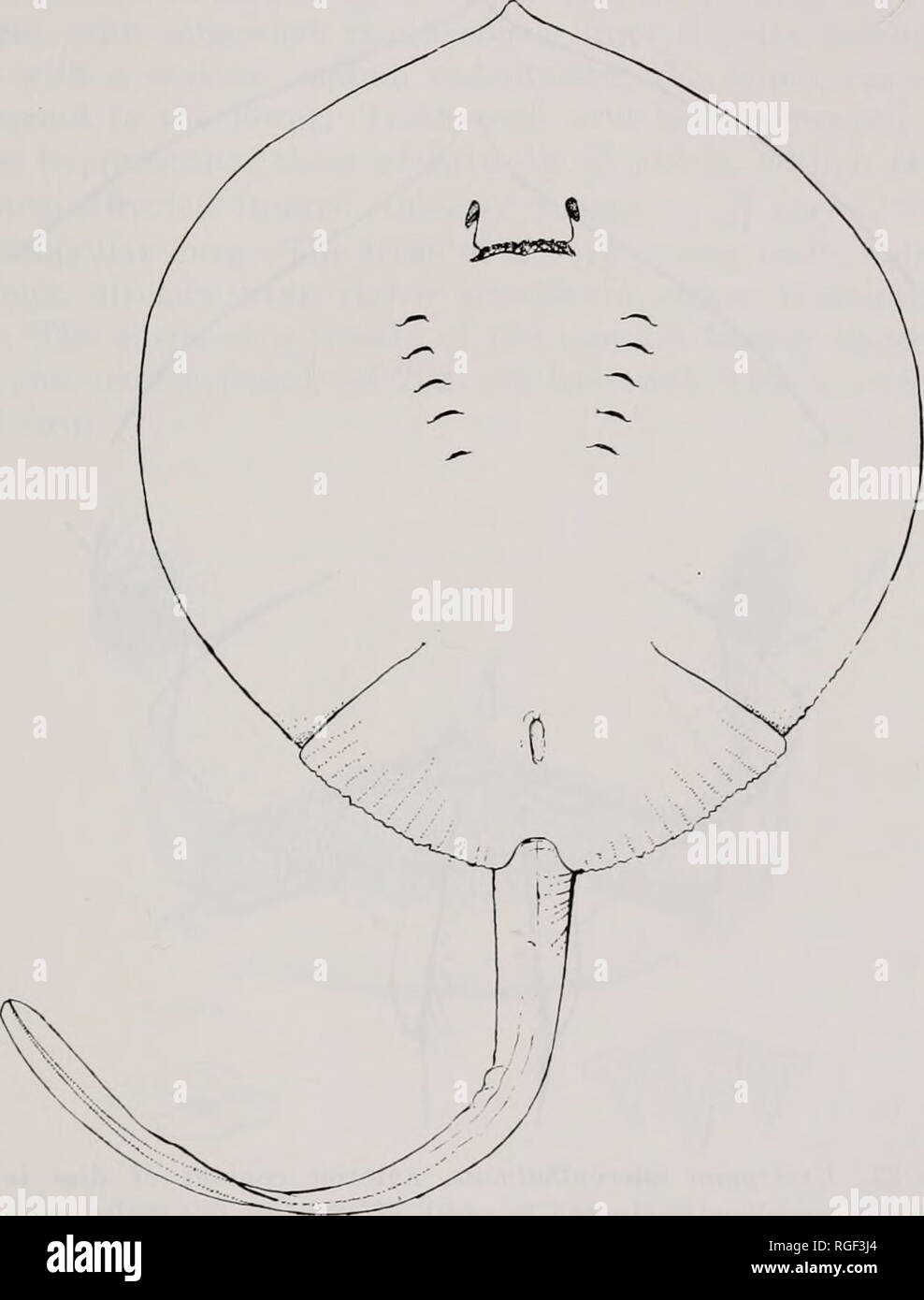 . Bulletin of the Museum of Comparative Zoology at Harvard College ...